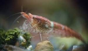 Red Cherry Shrimp Grades Explained [With Pictures] – Acuario Pets