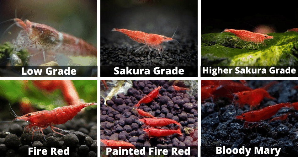 Cherry Shrimp Care Guide [#1 Resource For Beginners] - Acuario Pets
