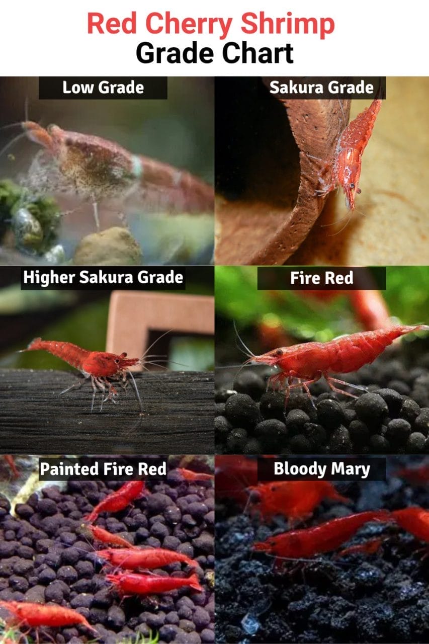 How to Care for Cherry Shrimp: The Foolproof Plan Every Beginner Needs ...