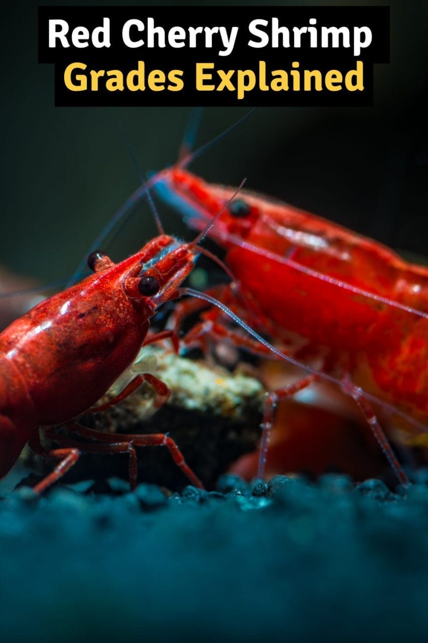 Red Cherry Shrimp Grades Explained [With Pictures] – Acuario Pets