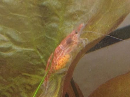19 Cherry Shrimp Facts That Will Surely Amaze You! – Acuario Pets