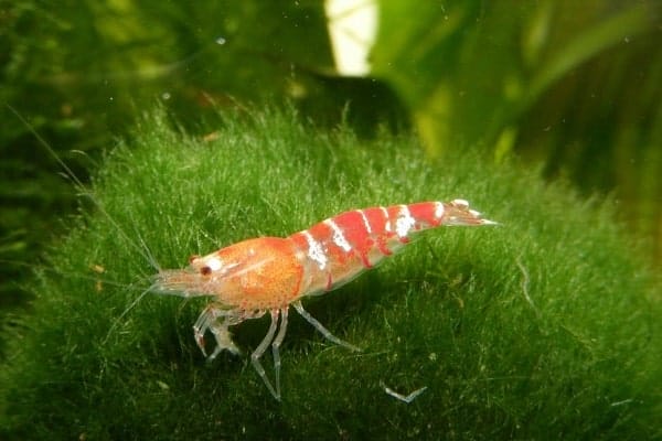 Cherry Shrimp Feeding & Diet [The Ultimate Guide] – Acuario Pets