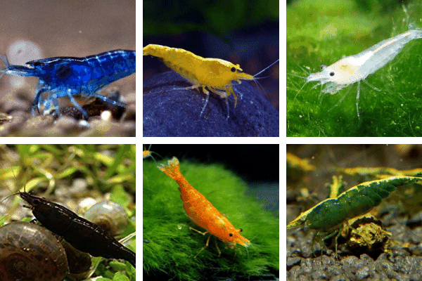 13 Different Cherry Shrimp Types: More Than Just Red! - Acuario Pets