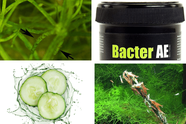 Cherry Shrimp Feeding & Diet [The Ultimate Guide] – Acuario Pets