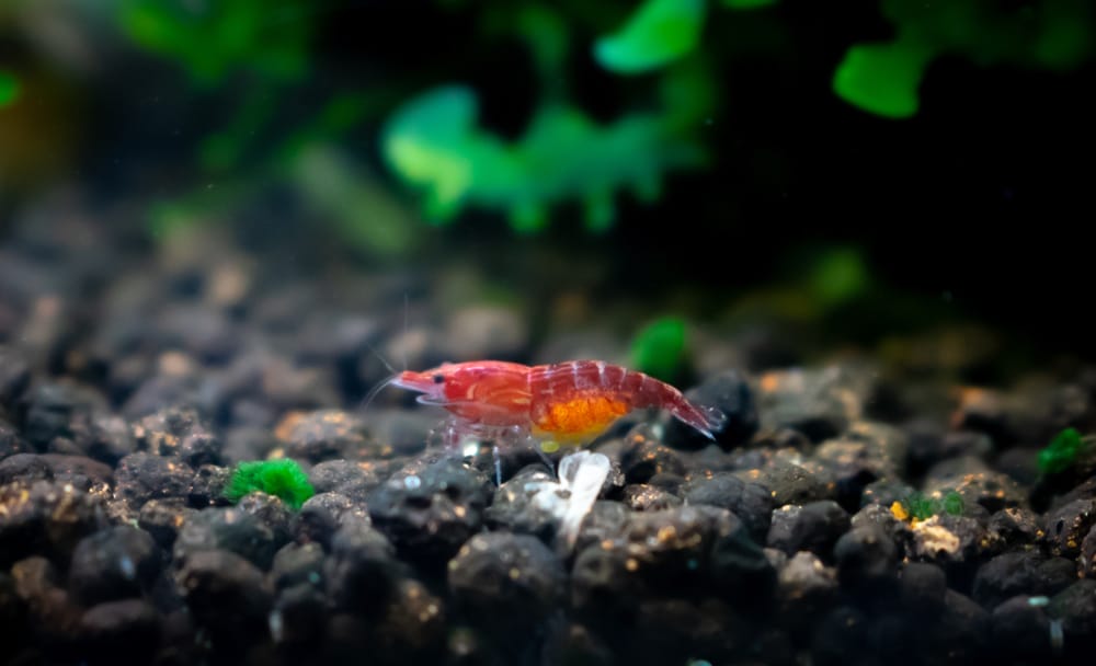 Cherry Shrimp Selective Breeding Guide For Beginners – Acuario Pets