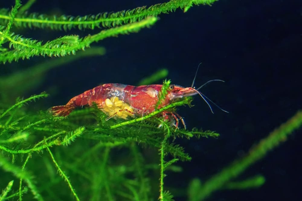 Raising Cherry Shrimp Babies: A Step-by-Step Guide [DOs & DONTs ...