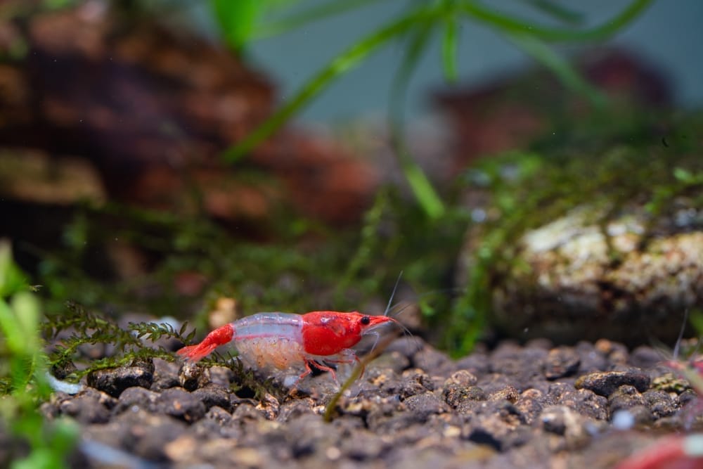 Raising Cherry Shrimp Babies: A Step-by-Step Guide [DOs & DONTs ...