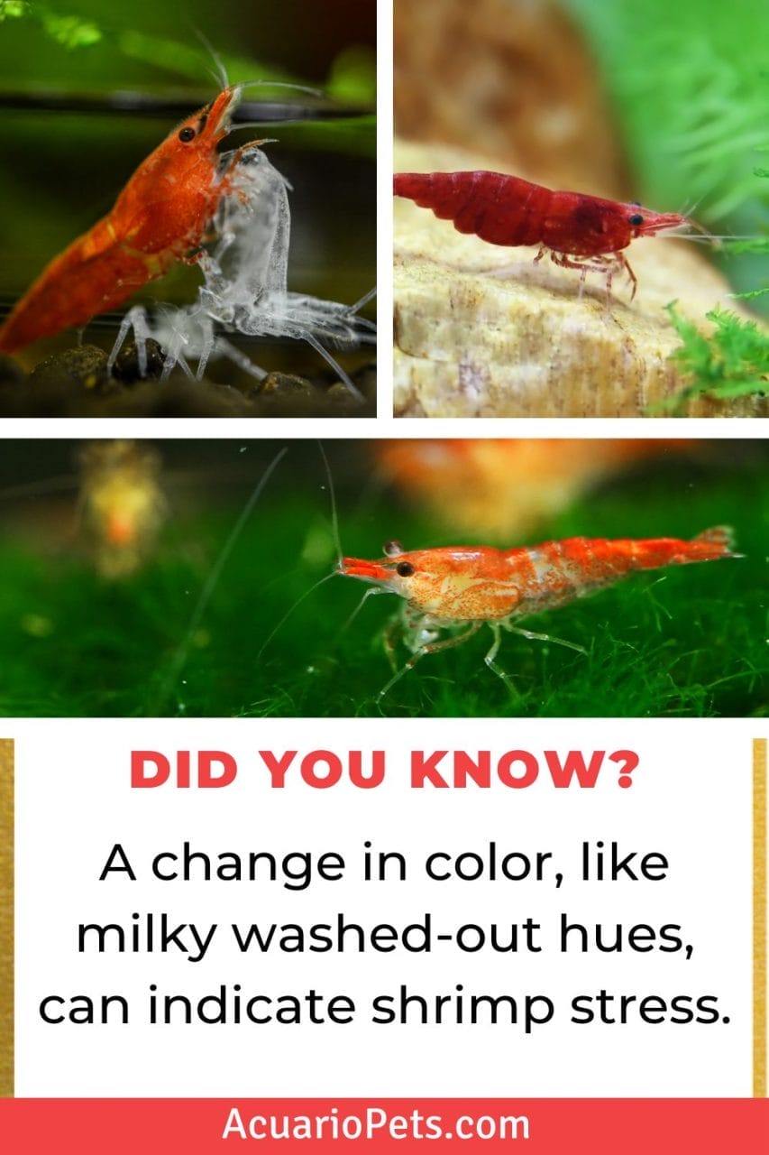 Is Your Shrimp Stressed? Learn the 3 Telltale Signs Today! – Acuario Pets