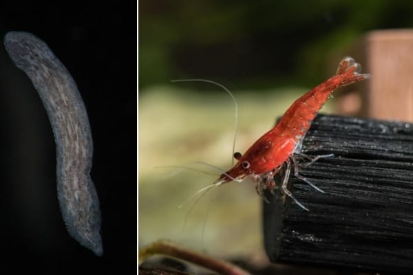 How To Get Rid Of Planaria In Shrimp Tank? – Acuario Pets