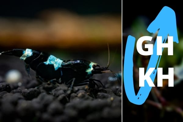 How To Raise GH And KH In Shrimp Tank? – Acuario Pets