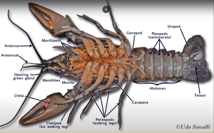 Crayfish Sexing: How to Determine the Gender of Your Crayfish – Acuario ...