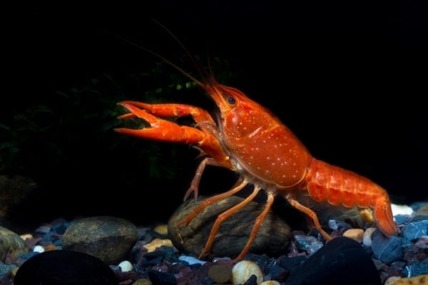 How Big Do Crayfish Get? [31 Inches?!] – Acuario Pets