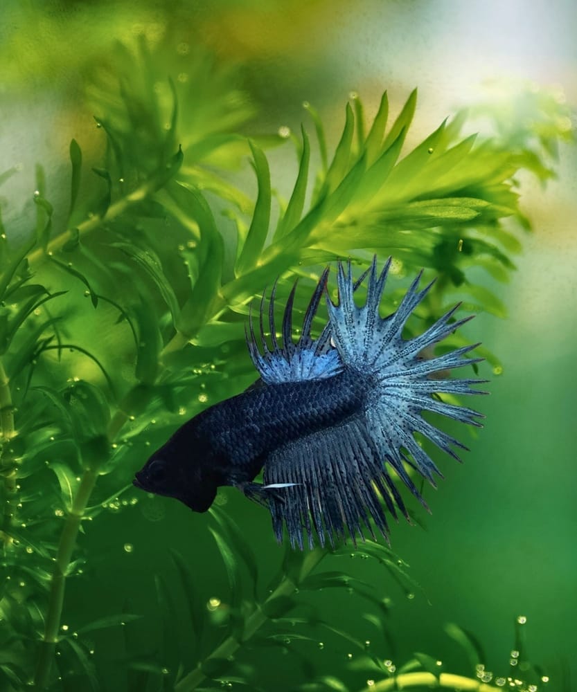 The No-Stress Betta Tank Setup Guide (Even Beginners Can Nail It ...