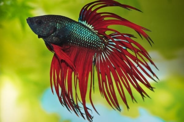 Betta Fish Anatomy: Male vs Female, Internal & External Differences ...