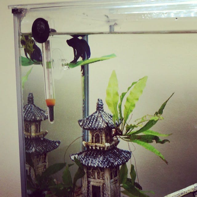 Do Betta Fish Need Hammock? – Acuario Pets