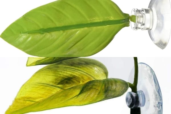 Do Betta Fish Need Hammock? – Acuario Pets