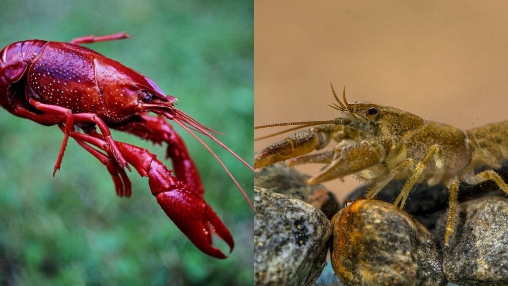 How To Take Care Of Pet Crayfish? [Beginner’s Guide] – Acuario Pets