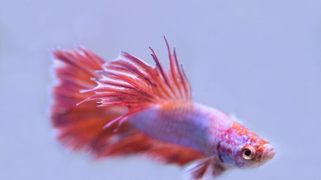 Betta Fin Rot: Causes, Prevention & Best Treatments – Acuario Pets
