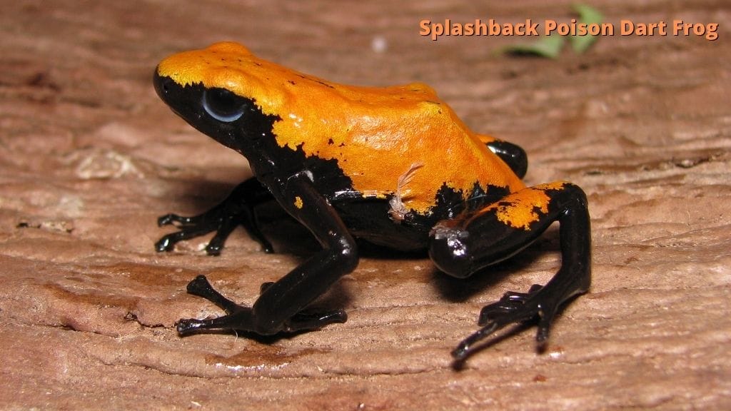 How Many Dart Frogs Can Live Together? - Acuario Pets
