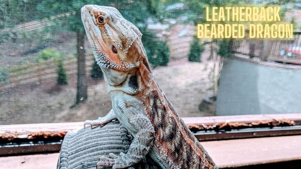 25 Bearded Dragon Morphs That’ll Blow Your Mind – Acuario Pets