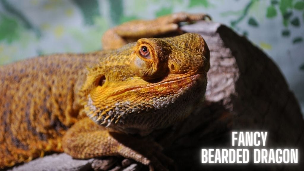 Bearded Dragon Selection Guide [Owners Vote Their Favorite] - Acuario Pets