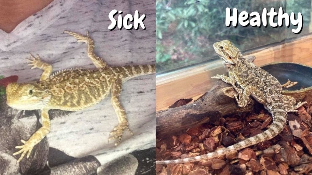 Euthanizing Bearded Dragons: When, Why, & How? – Acuario Pets
