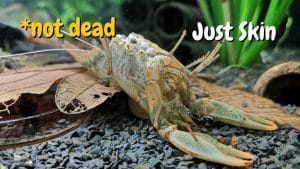 How Often Do Crayfish Molt? Molting Process Explained – Acuario Pets