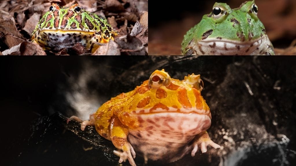 12 Most Popular Pacman Frog Morphs With Pictures - Acuario Pets