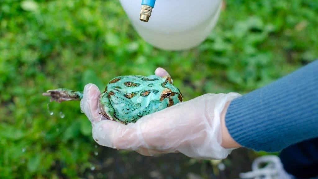 Why Did My Pacman Frog Die? [Probable Reasons & Solutions] – Acuario Pets