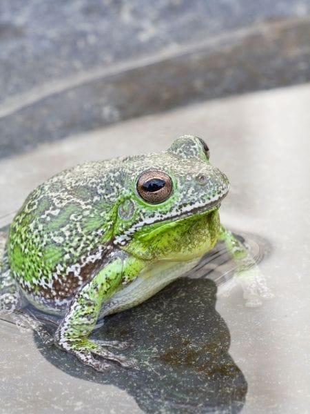 What Does A Tree Frog Sound Like? - Acuario Pets