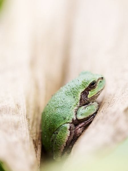 10 Popular Tree Frog Identification With Pictures – Acuario Pets