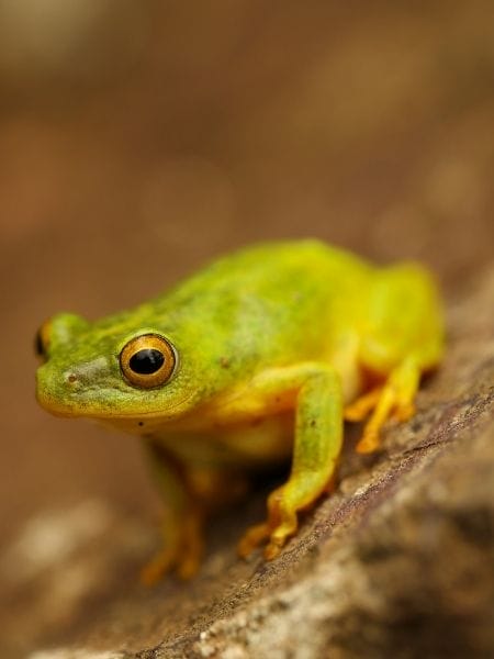 10 Popular Tree Frog Identification With Pictures – Acuario Pets