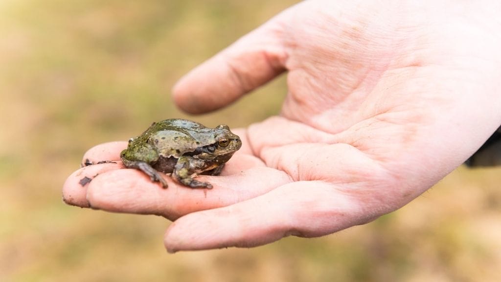 How To Pet Tree Frogs Safely? [The Foolproof Guide] - Acuario Pets