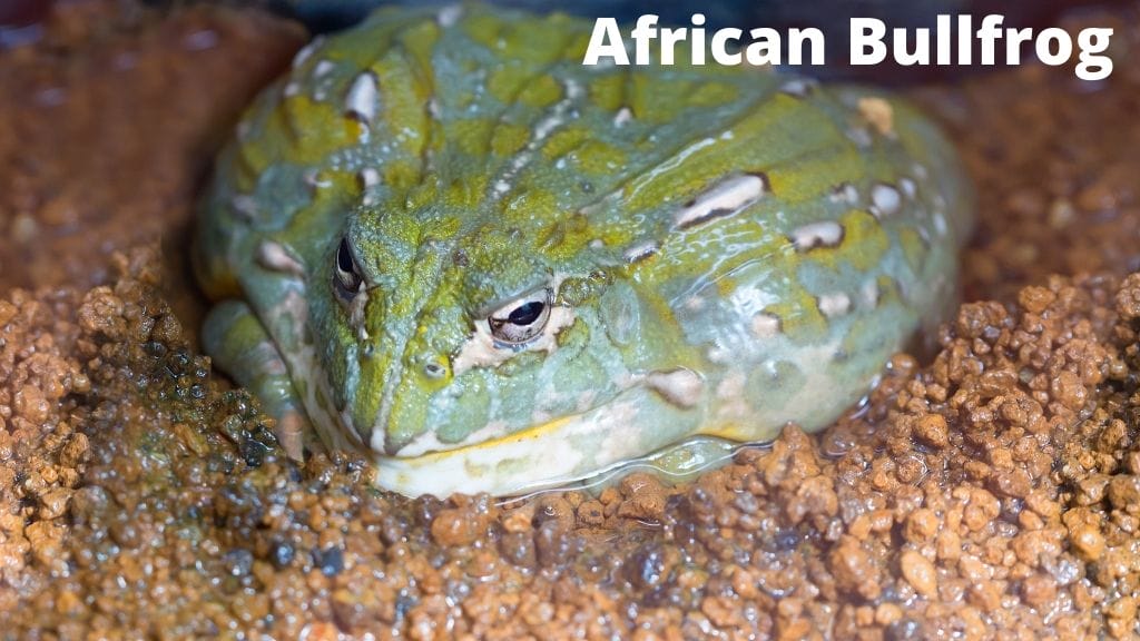 Why Do Frogs Bite Each Other? [10 Reasons] – Acuario Pets