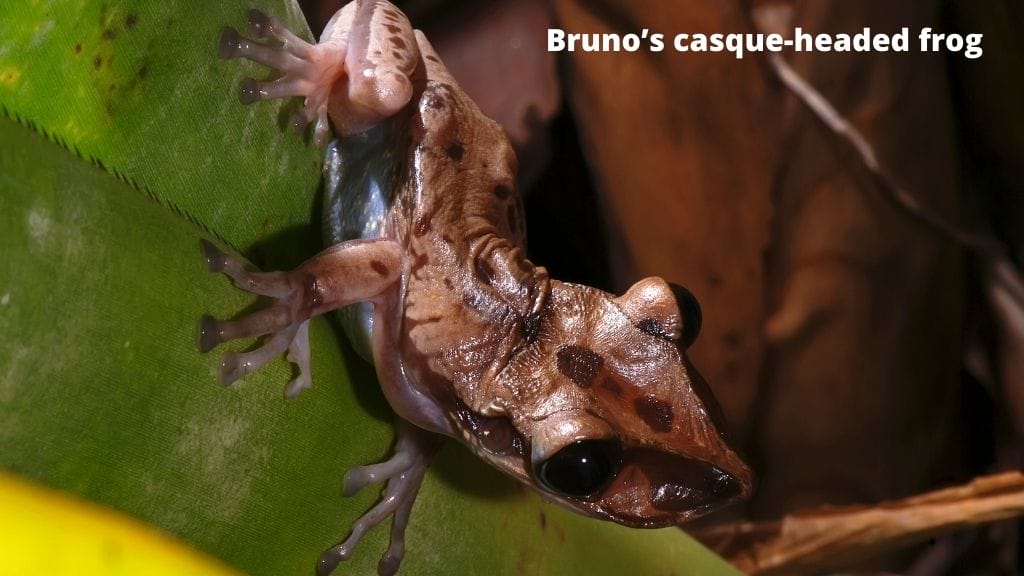 Can A Frog Bite You? [And How To Avoid Getting Bitten] – Acuario Pets