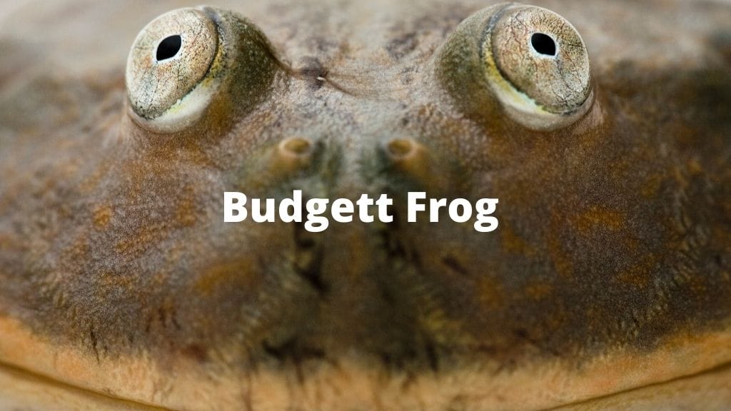 Can A Frog Bite You? [And How To Avoid Getting Bitten] – Acuario Pets
