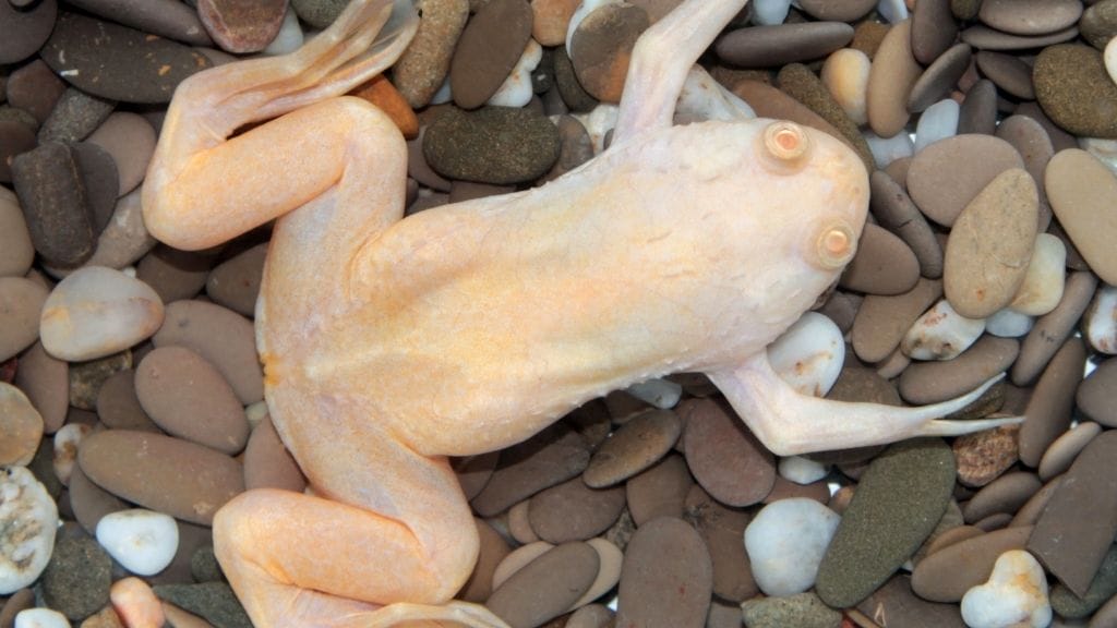 11 Tank Mates For Your African Clawed Frog – Acuario Pets