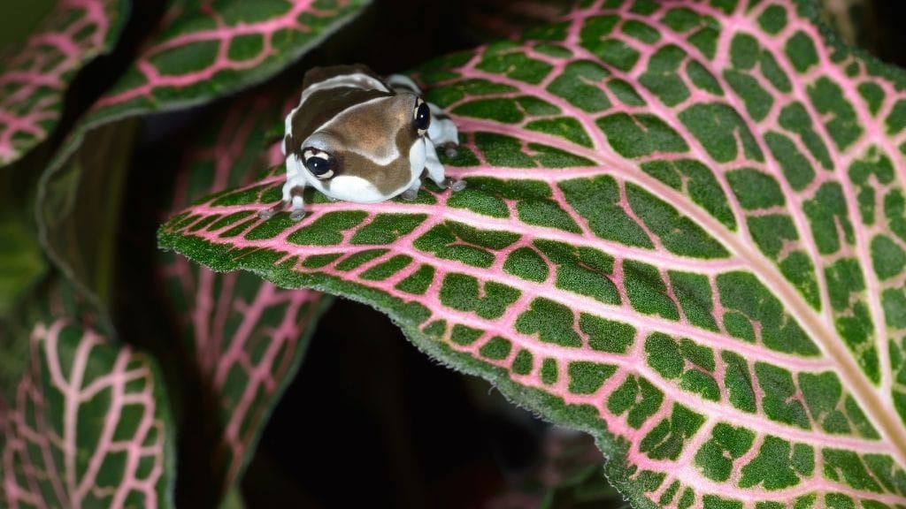 Amazon Milk Frog Care Guide For Absolute Beginners – Acuario Pets Amazon Milk Frog Care Guide For Absolute Beginners – Acuario Pets