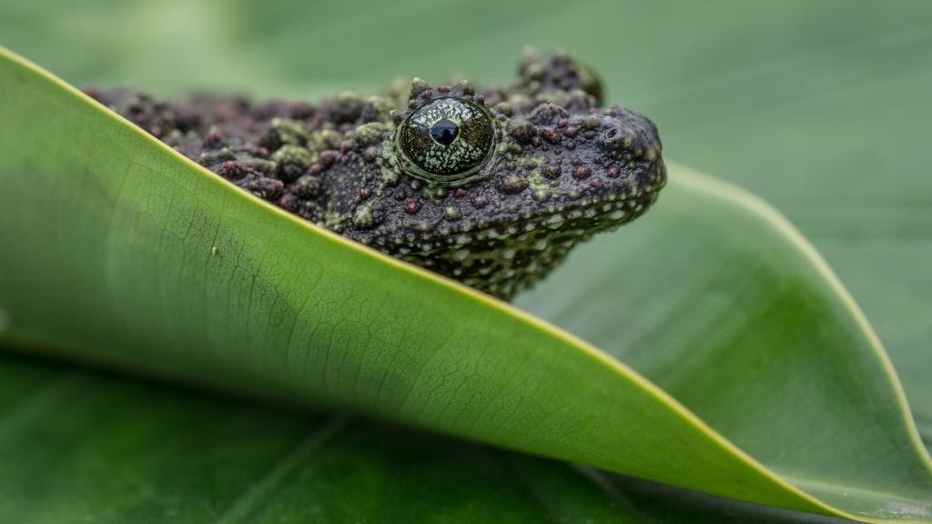 Vietnamese Mossy Frog Care Guide For Beginners – Acuario Pets
