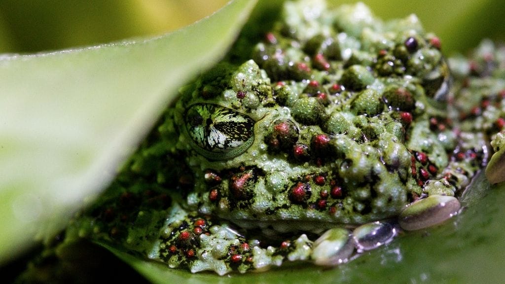 Vietnamese Mossy Frog Care Guide For Beginners – Acuario Pets