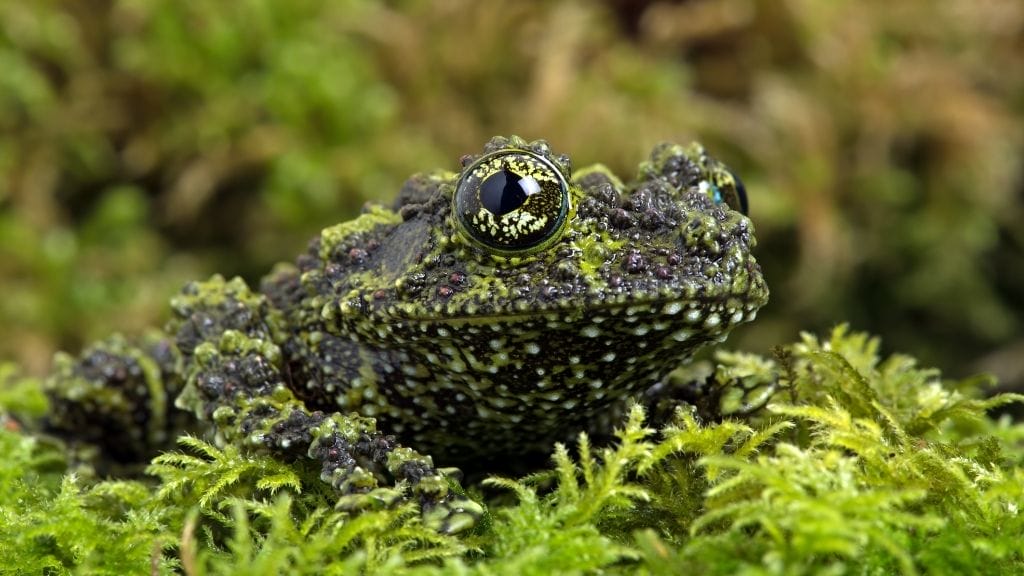 Vietnamese Mossy Frog Care Guide For Beginners – Acuario Pets