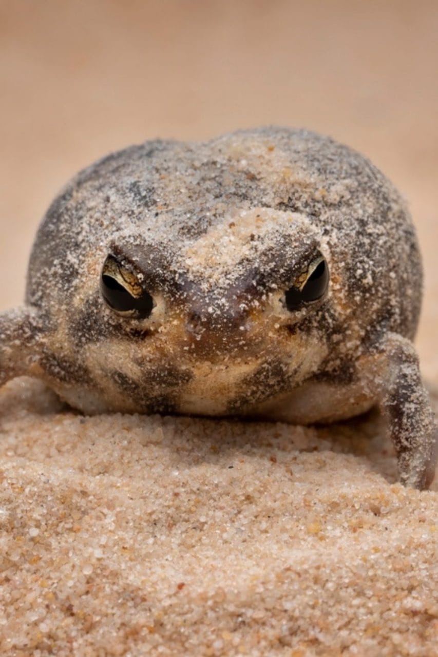 Desert Rain Frog Care Guide: The Cutest Grumpy Pet You’ll Ever See ...