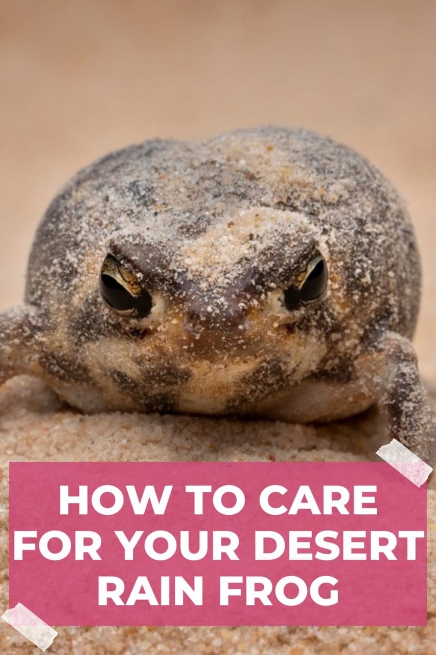 How To Take Care Of Desert Rain Frog? [With Interesting Facts ...