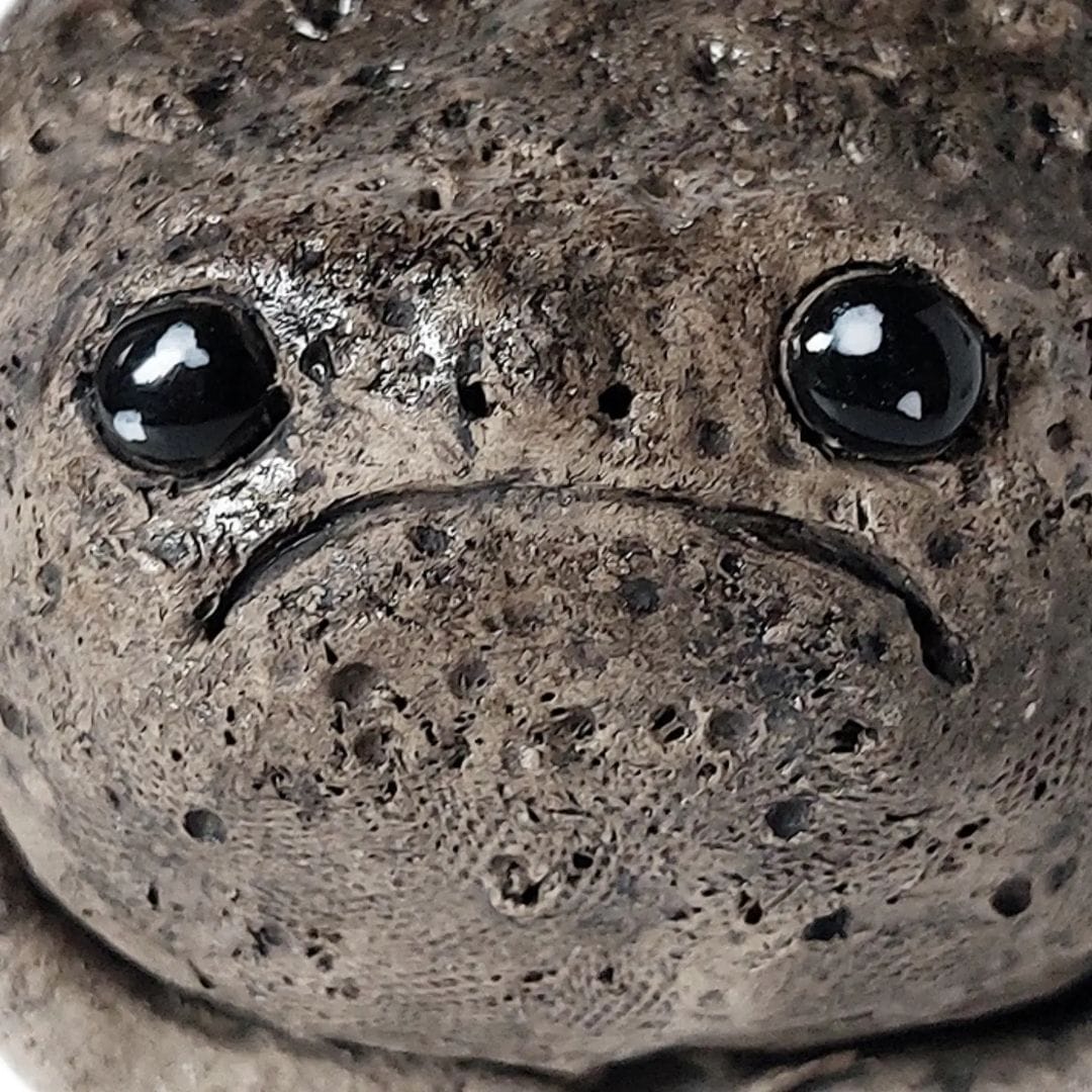 How To Take Care Of Desert Rain Frog? [With Interesting Facts ...