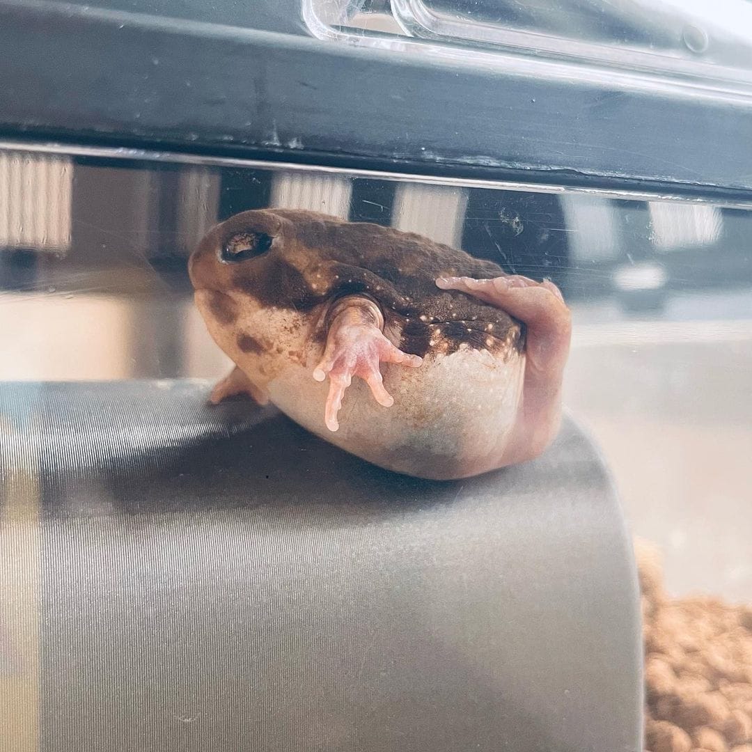 How To Take Care Of Desert Rain Frog? [With Interesting Facts ...