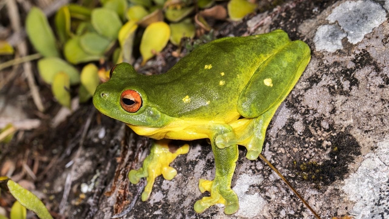 Can You Keep Multiple Tree Frogs Together? – Acuario Pets