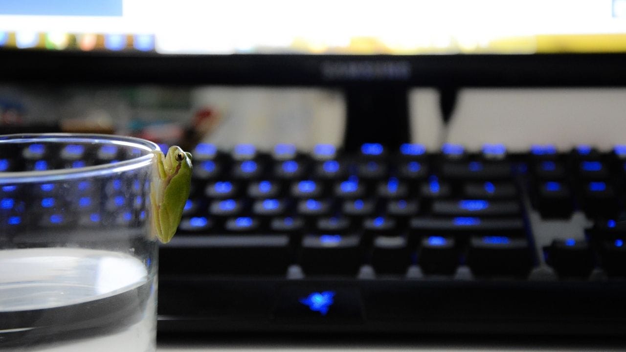 Pet Frog Cost Breakdown [Full Buying Guide] – Acuario Pets