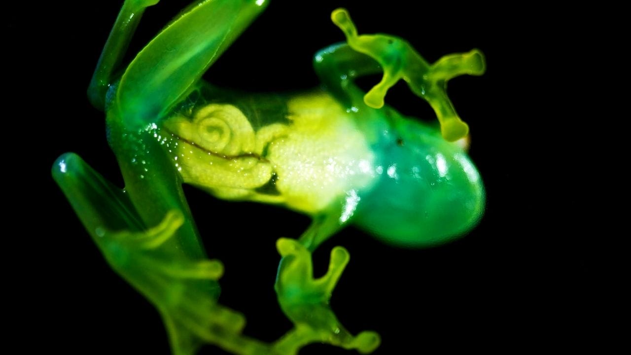 11 Best Frogs For Keeping In Paludarium – Acuario Pets