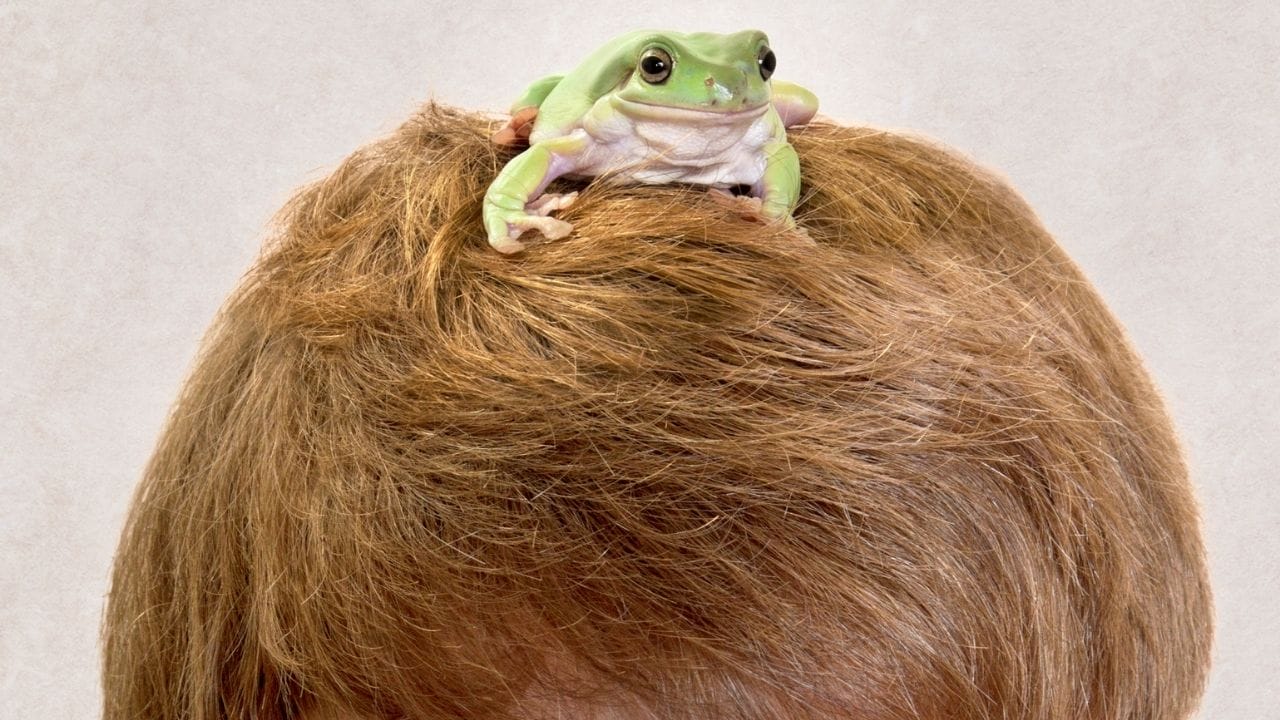 Pet Frog Cost Breakdown [Full Buying Guide] – Acuario Pets