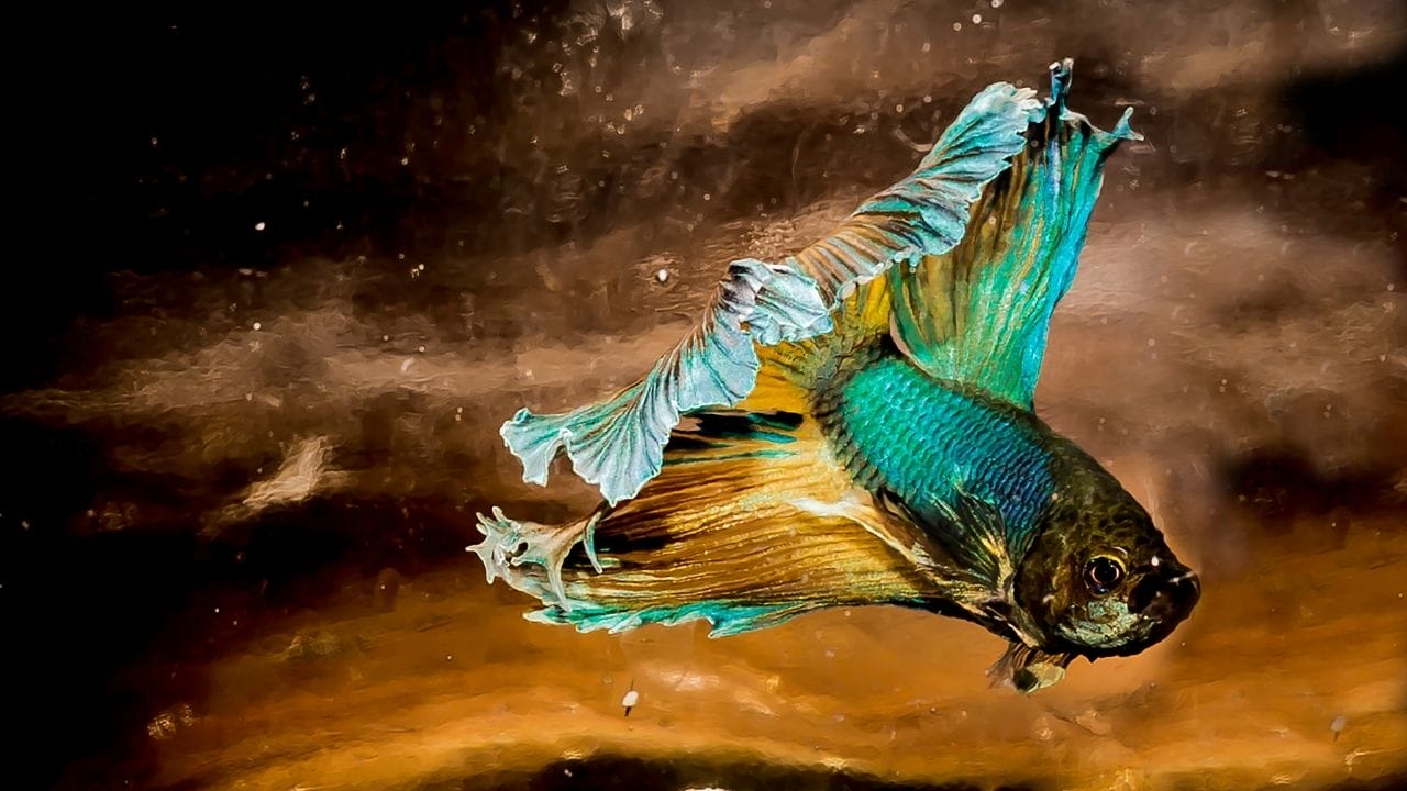 Betta Fish Genetics 101: Science Behind Breeding Colorful Bettas ...